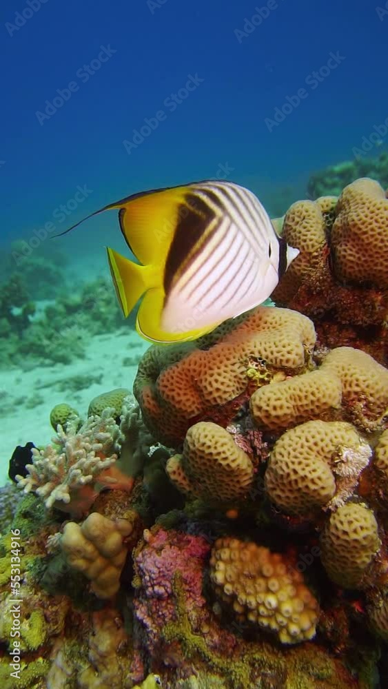 Slow motion - Beautiful Colourful Fish Swimming In The Red Sea In Egypt ...