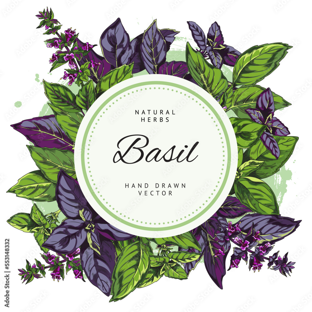 Basil card design with circle frame or badge sketch vector illustration ...
