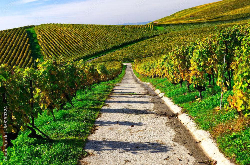 Road in between slopes covered with grapevines, autumn - October, La ...