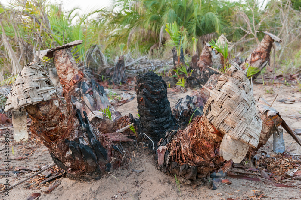 Senegal or Wild Date Palm (Phoenix reclinata) being tapped for the ...