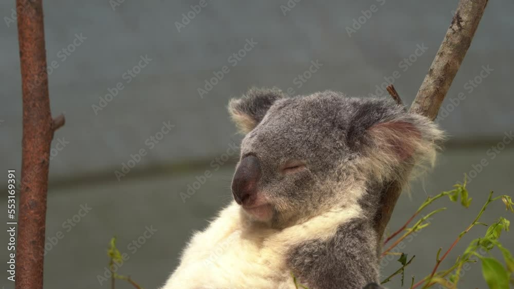 Chill koala bear, phascolarctos cinereus with a sedentary lifestyle ...