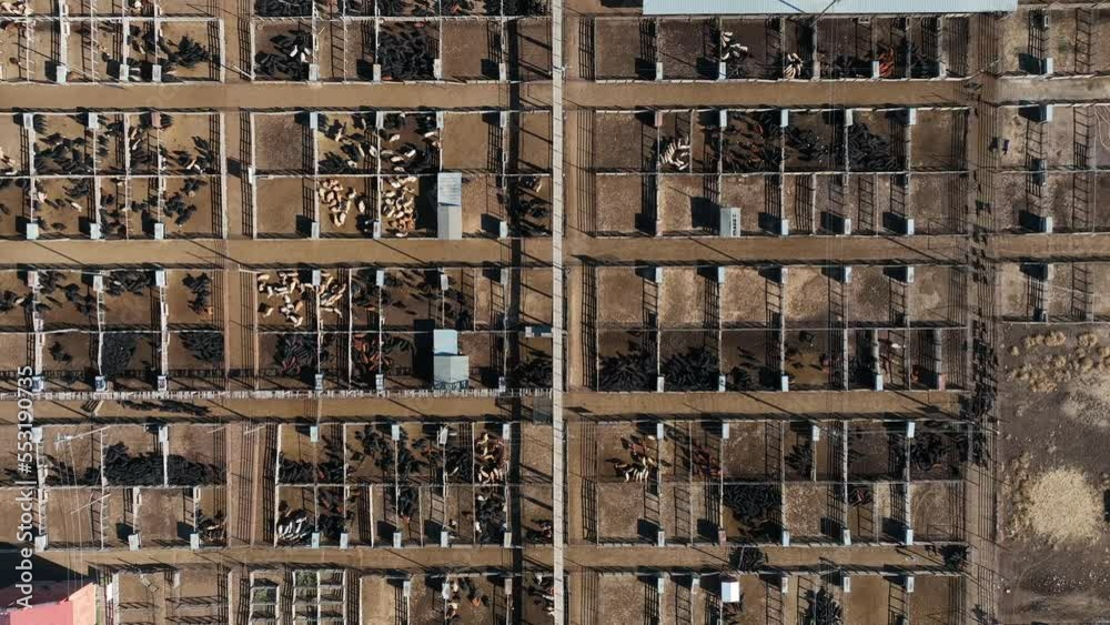 Beef cattle for slaughter at stockyard. Top down aerial of animal ...