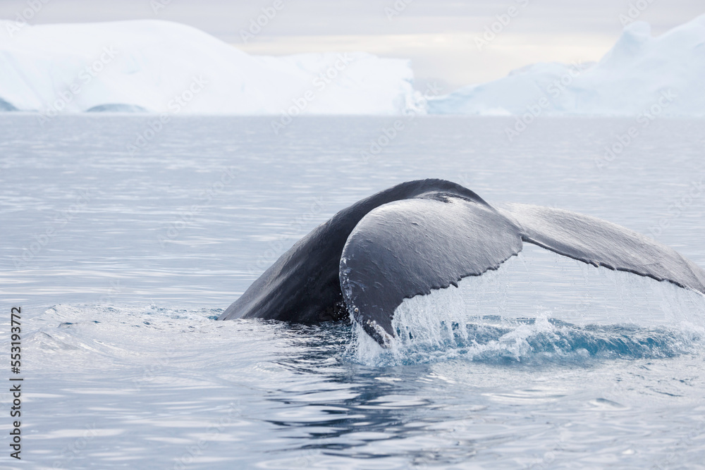 Ballena sumergiéndose entre icebergs Stock Photo | Adobe Stock