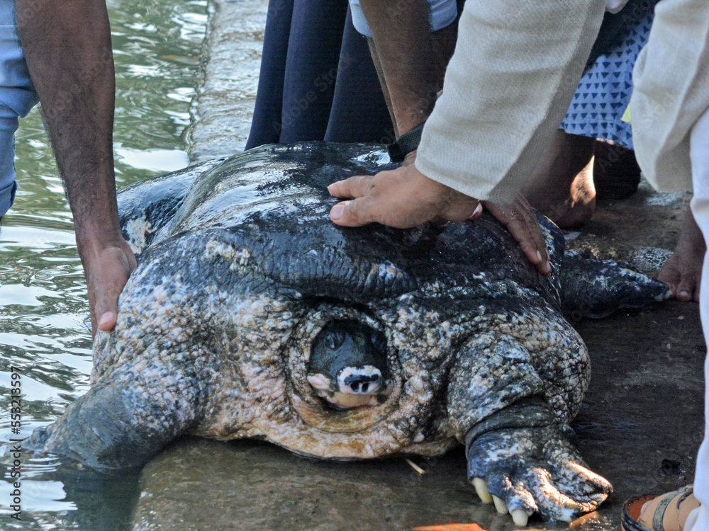Some people are petting rare species of turtles by lifting them out of ...