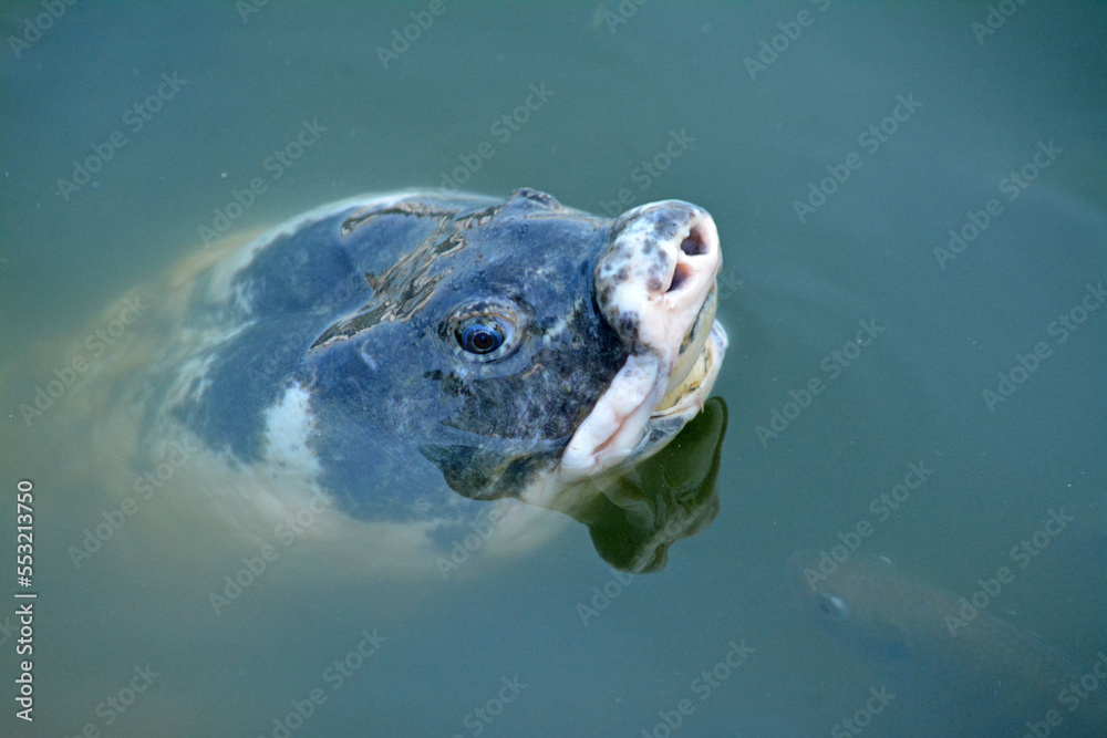 Some people are petting rare species of turtles by lifting them out of ...
