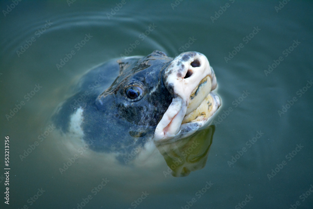 Some people are petting rare species of turtles by lifting them out of ...