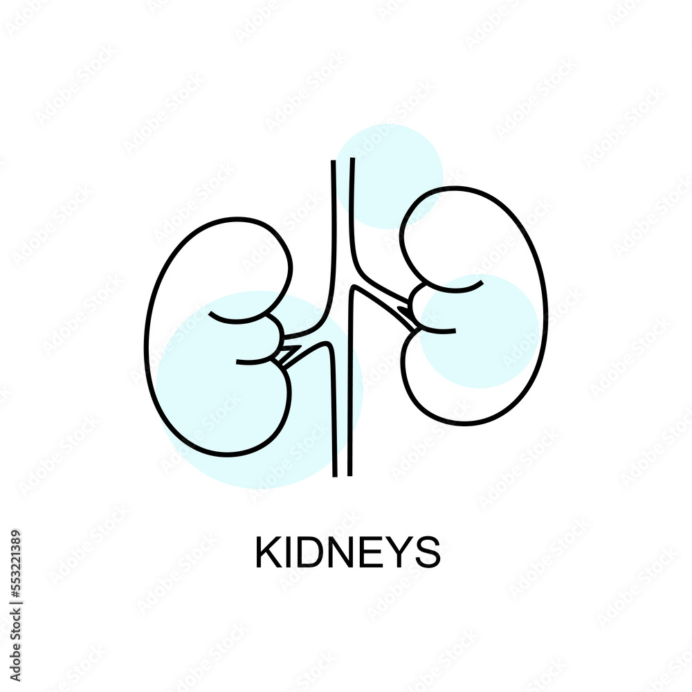 Kidneys linear icon. Human Kidneys in linear style isolated. Icon organ ...