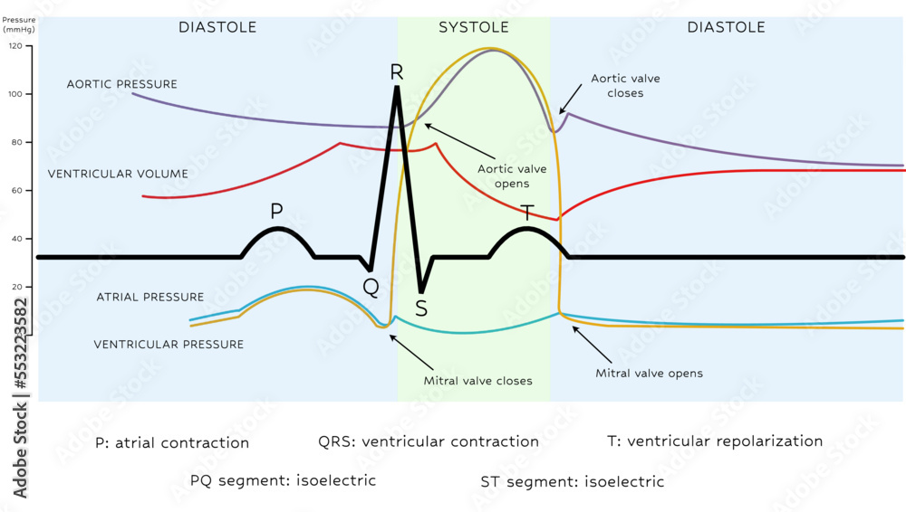 Wiggers diagram - The Cardiac Phases Stock Vector | Adobe Stock