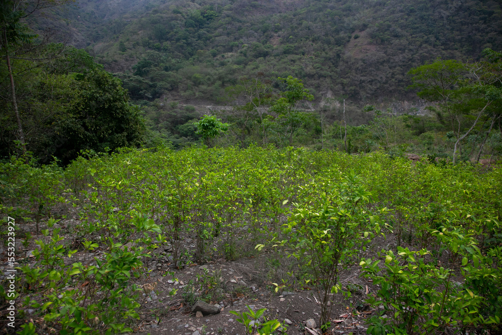 Organic plantation of coca plants in the Peruvian jungle. Farmer ...