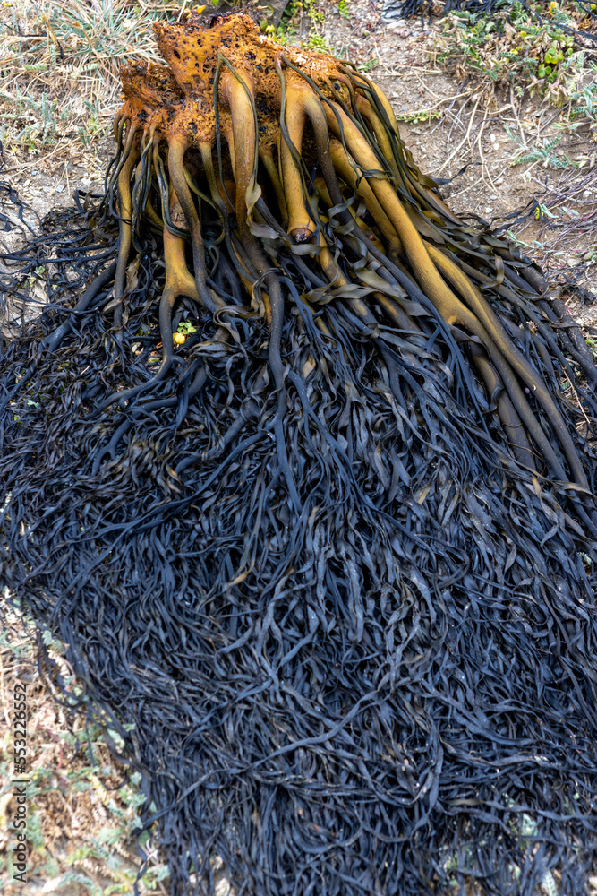 Algae Durvillaea Antarctica (also known as Cochayuyo and Bull Kelp ...
