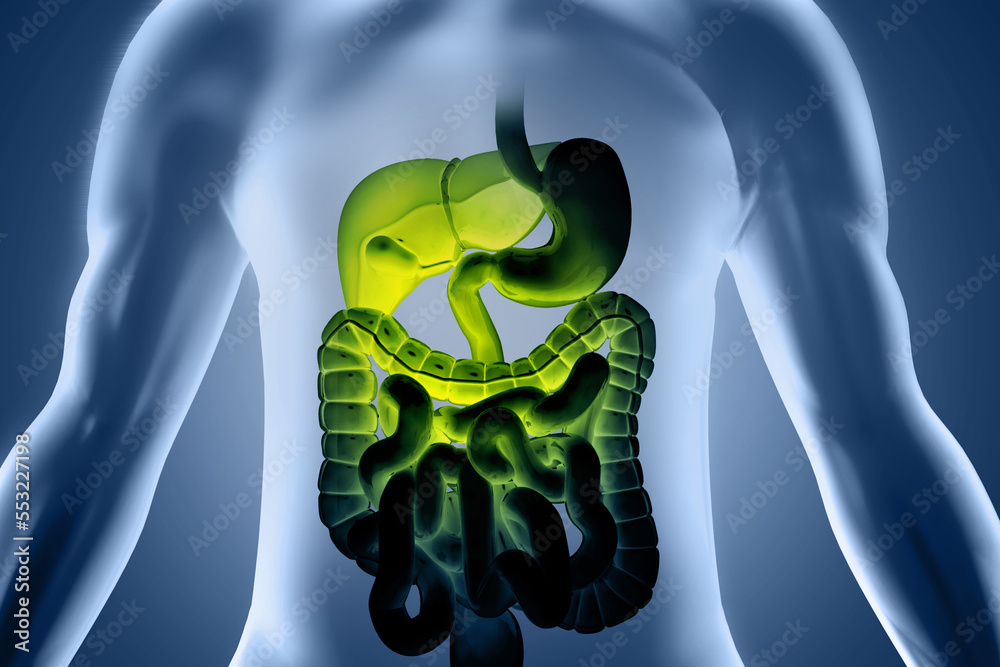Anatomy of Human digestive system on scientific background. 3d ...