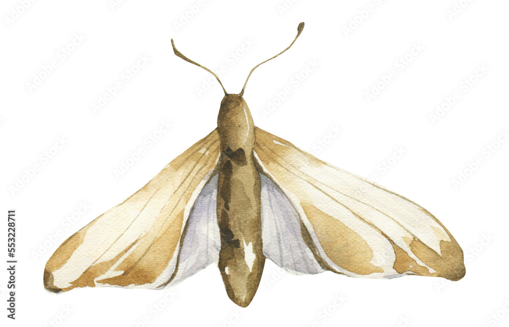 Watercolor moth clipart. Tender nature png illustration. Stock ...