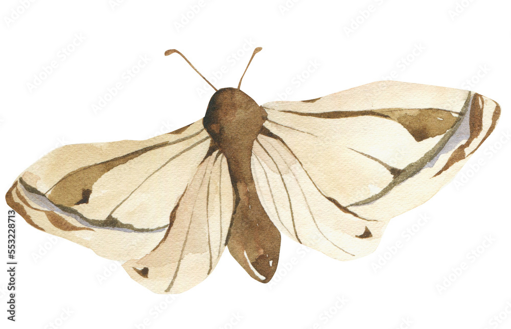 Watercolor moth clipart. Tender nature png illustration. Stock ...