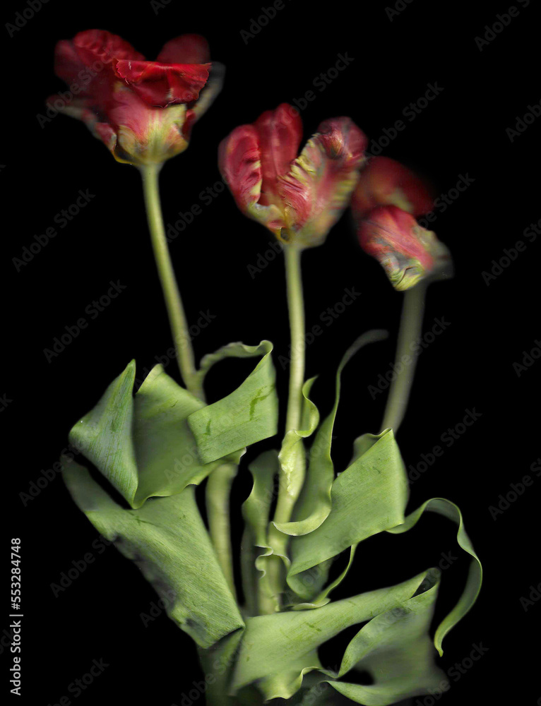 Wavy pink tulips scan background. Scanned blooming flower bouquet ...