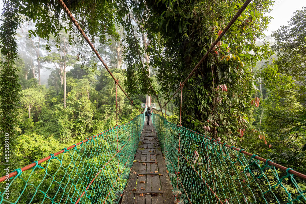 Unidentified people at Suspension bridge at treetop canopy walkway in ...