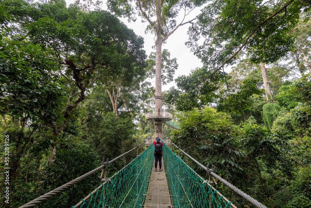 Unidentified people at Suspension bridge at treetop canopy walkway in ...