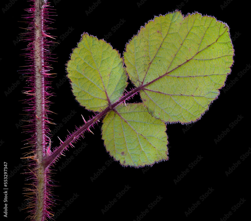 Macro view of underside of backlit leaf and thorny stem of wineberry ...