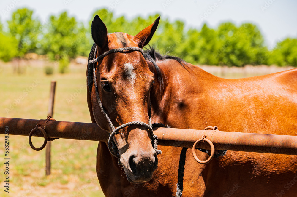 Imagen de un caballo en su palenque Stock Photo | Adobe Stock