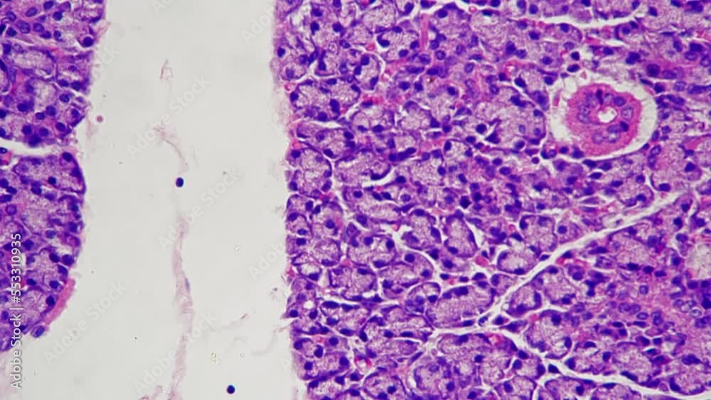 Sublingual gland in section magnified under professional microscope ...