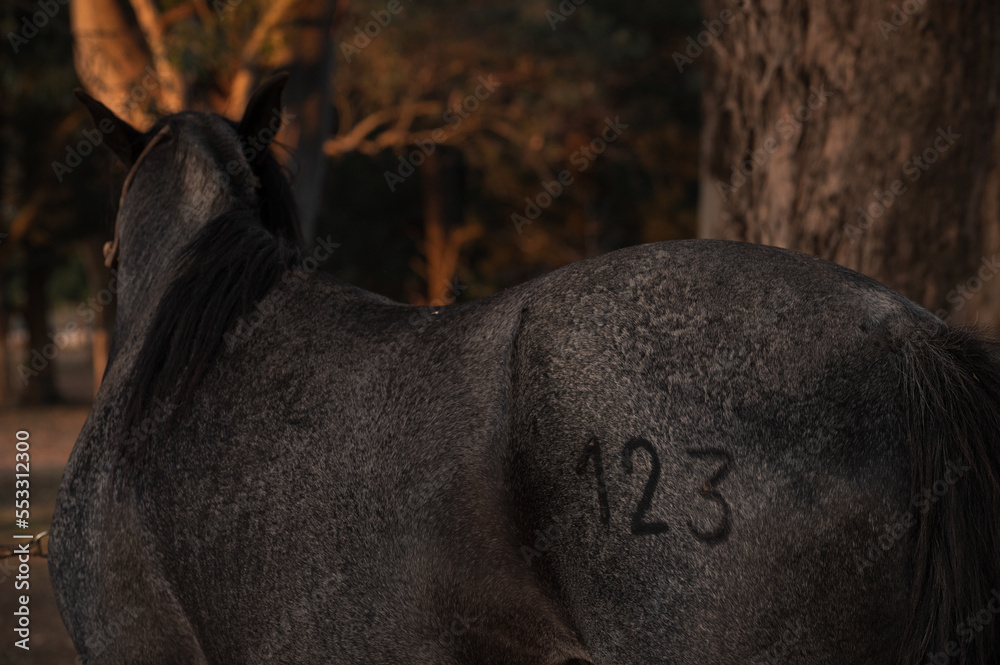 Silueta de un caballo moro con la luz del atardecer Stock Photo | Adobe ...