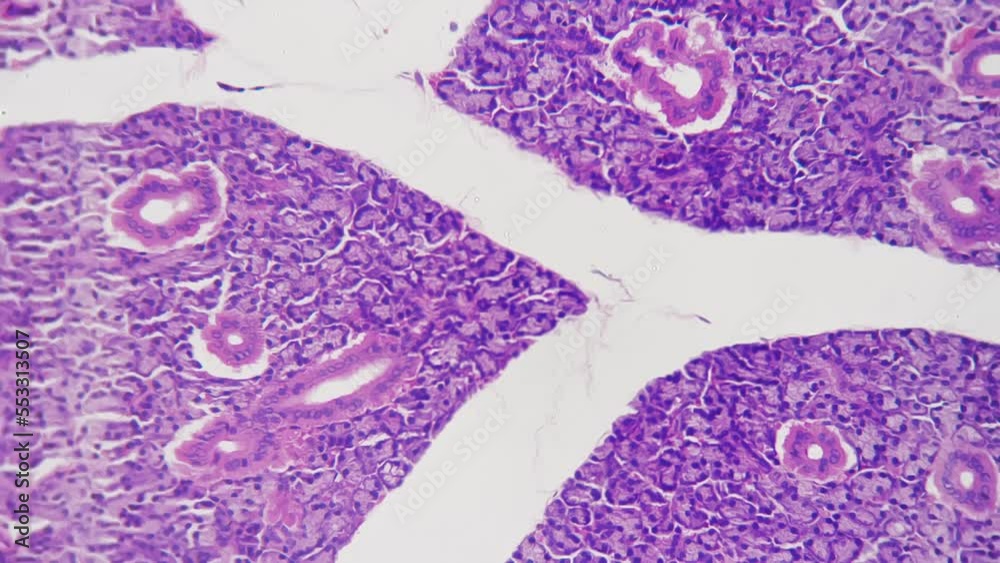 Sublingual gland in section filmed under professional microscope 200x ...