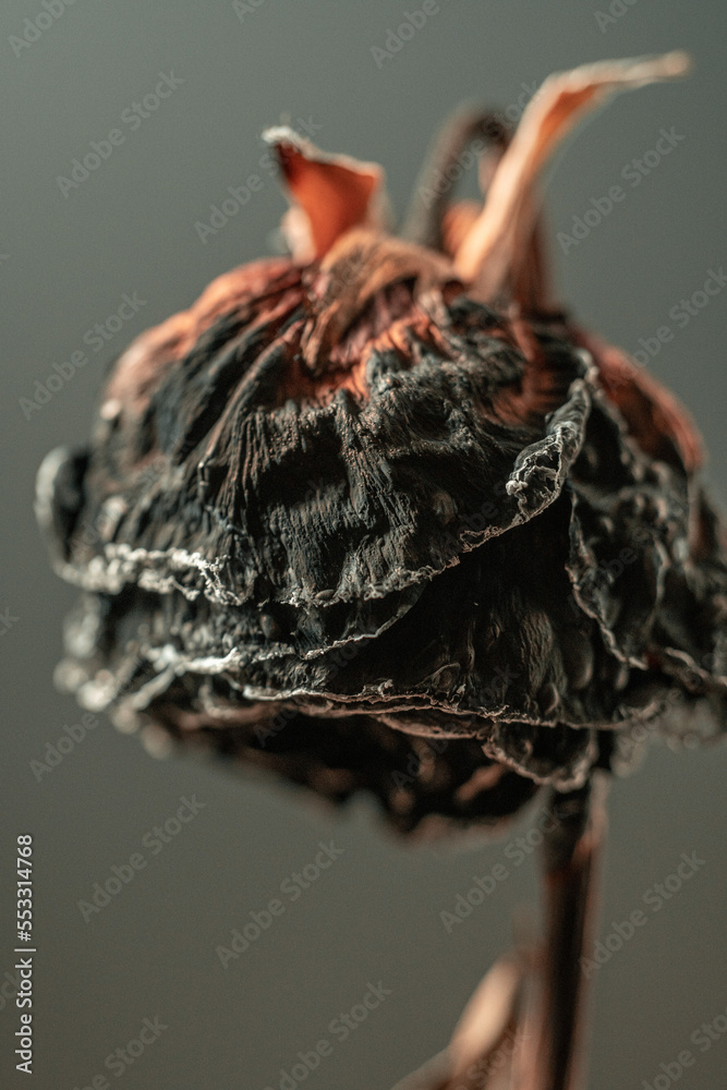 burnt dry rose as a concept of death and burn out, loneliness and ...
