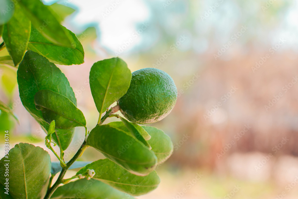 Foto de Limon verde en un jardin o granja en la naturaleza planta con ...