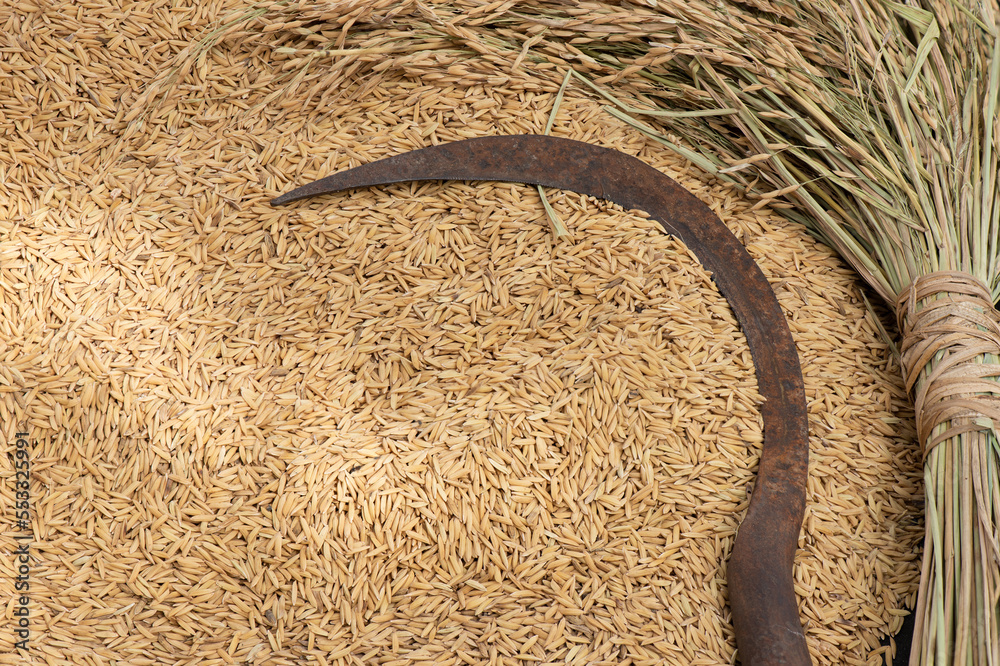 Ear of rice,seeds and reaper sickle on nature background. Stock Photo ...