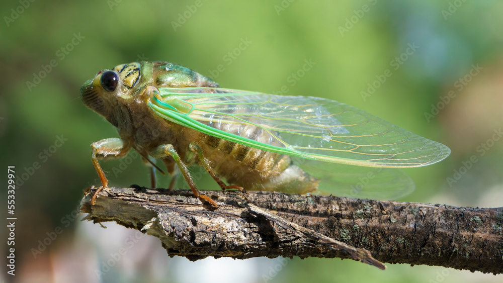 Side view of Insect of the species commonly known as cicadas, cicadas ...
