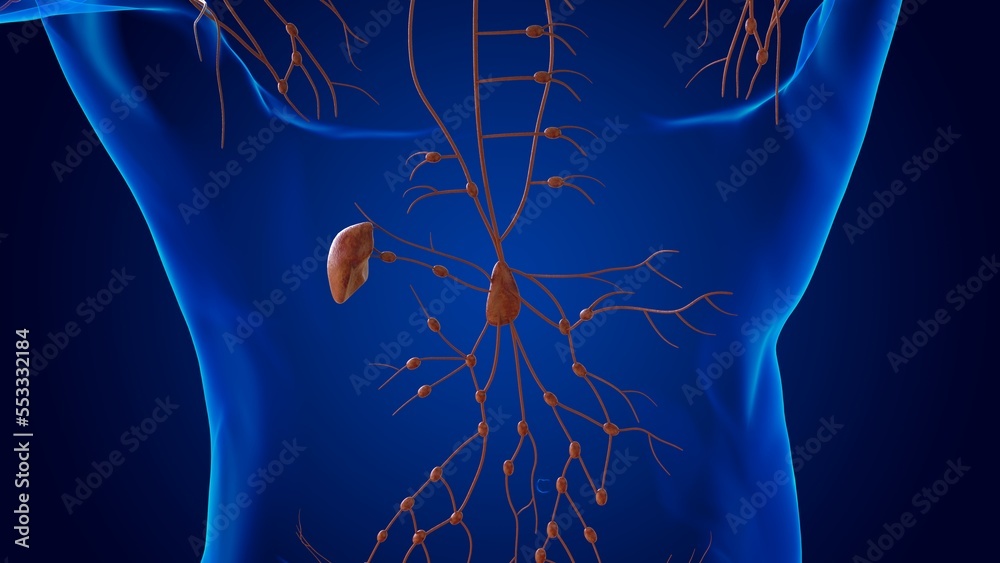 Human damage lymph nodes anatomy for medical concept 3D Stock ...