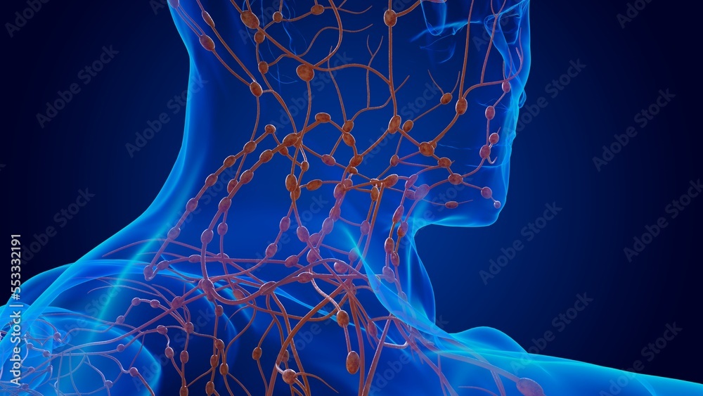 Human damage lymph nodes anatomy for medical concept 3D Stock ...