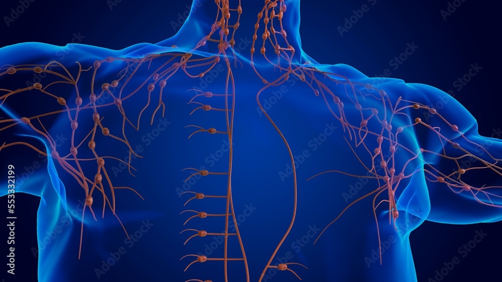 Photo & Art Print Human damage lymph nodes anatomy for medical concept ...