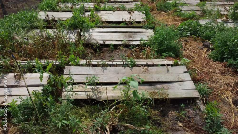 Snail farm. Boards on which snails grow on a snail farm outdoors close ...