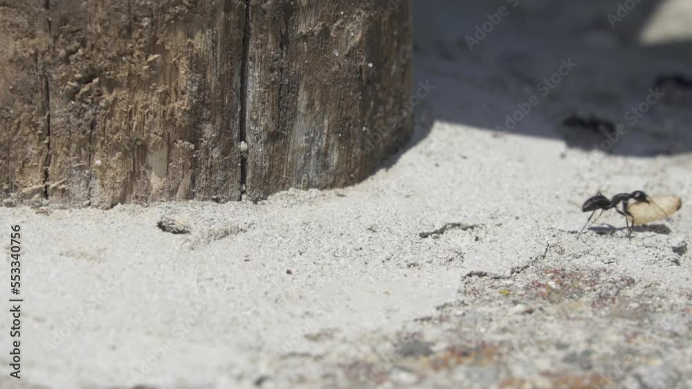 Ant colony and ants eggs from close up. The entrance to the anthill ...