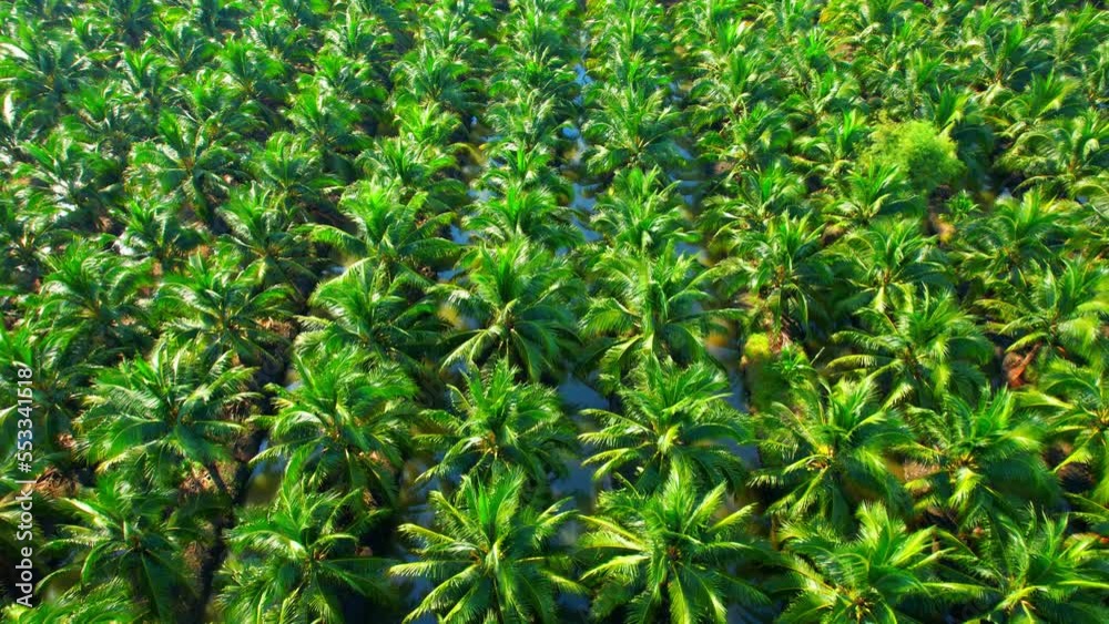 Drone is flying over coconut and oil palm trees in plantation. Thailand ...