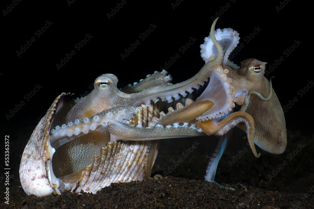 Photo & Art Print Extremely rare photo of mating of Coconut Octopuses ...