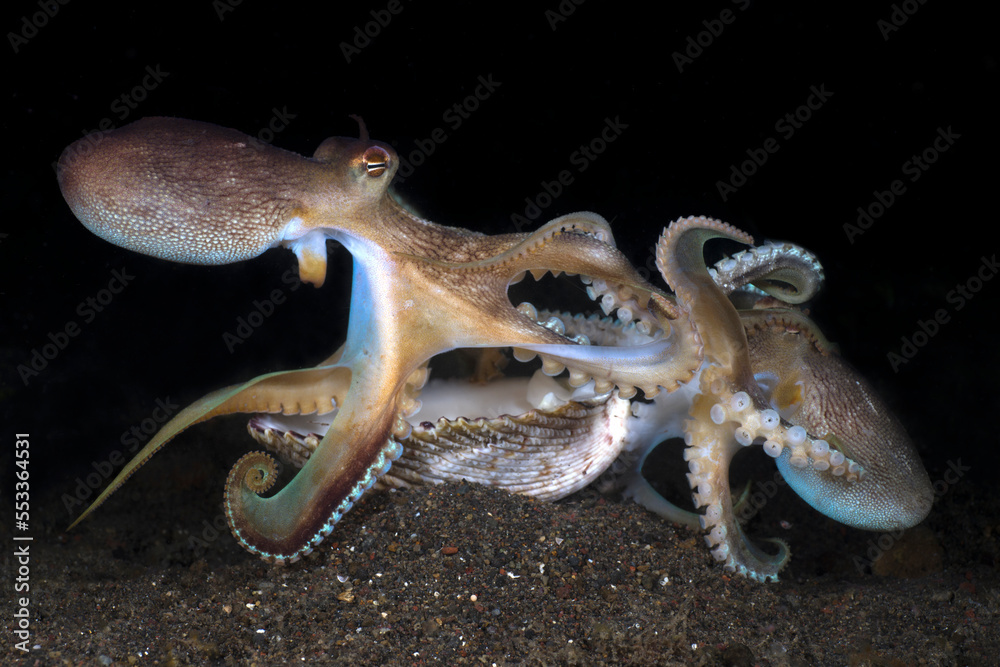 Extremely rare photo of mating of Coconut Octopuses - Amphioctopus ...