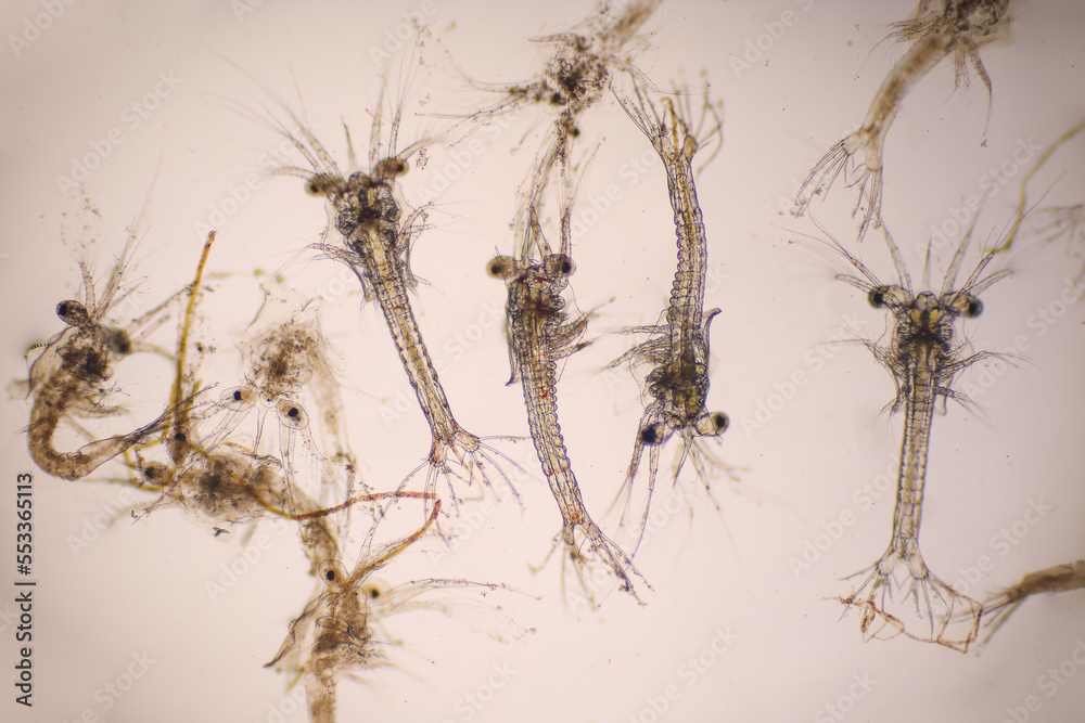 Shrimp, Zoea stage with dead shrimp of Vannamei shrimp in light ...