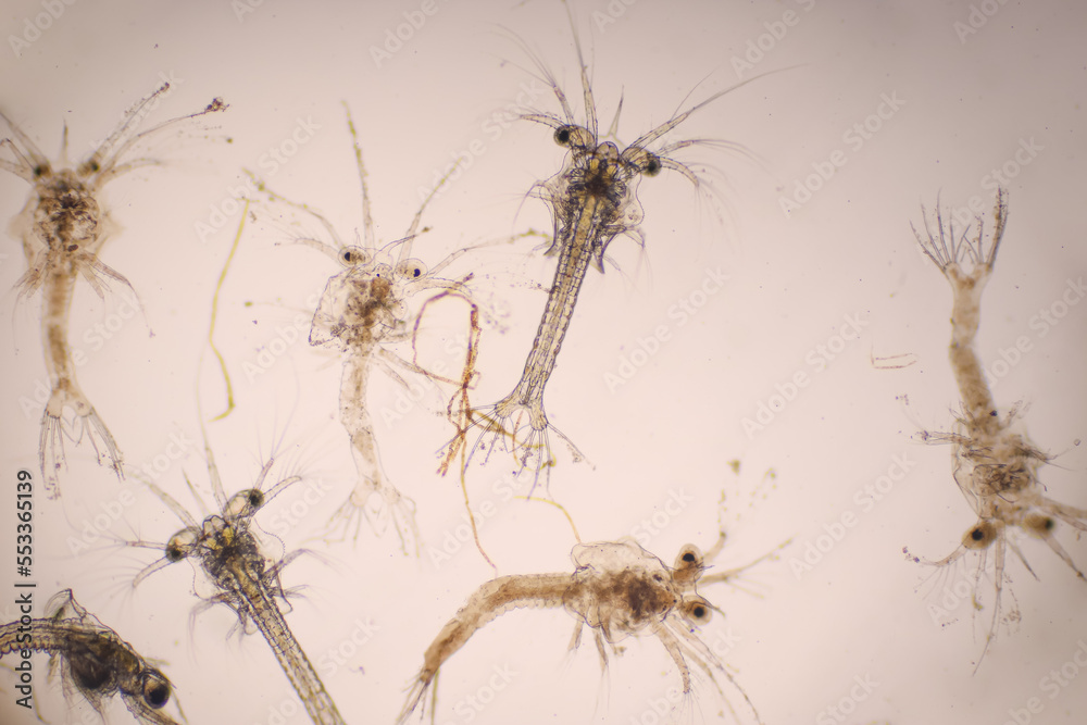 Shrimp, Zoea stage with dead shrimp of Vannamei shrimp in light ...