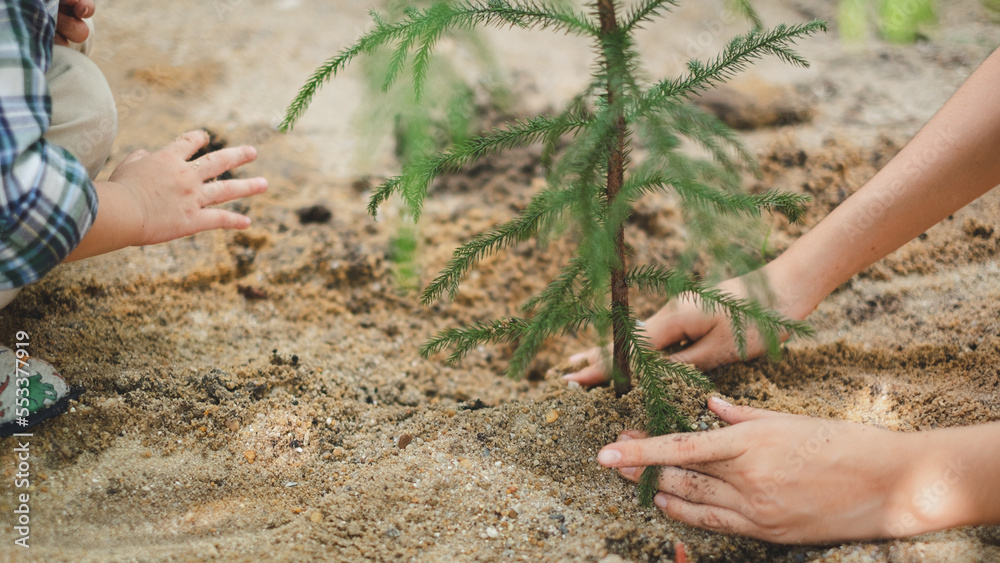Hand's of Child or kid and parents are holding and planting a pine tree ...