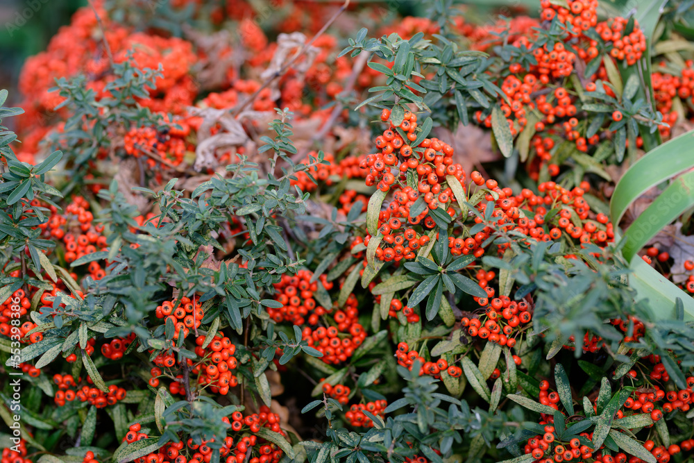 Selective focus of ripe red berries of Pyracantha coccinea on brick ...