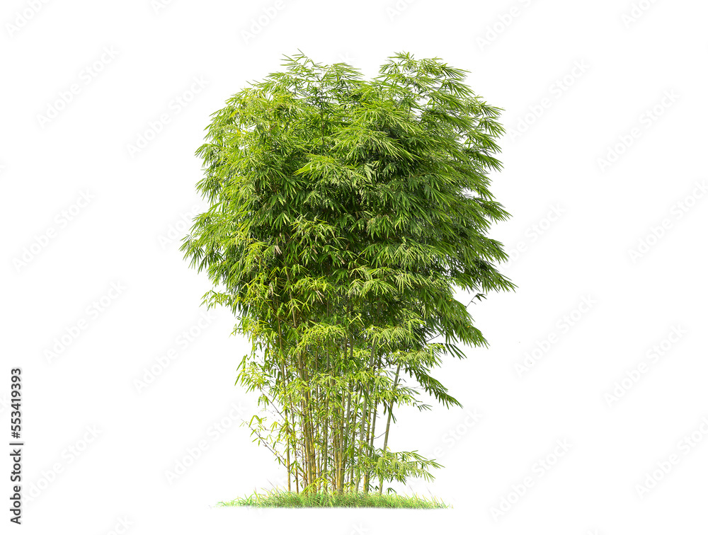 isolated big bamboo tree on White Background.Large coconut trees ...