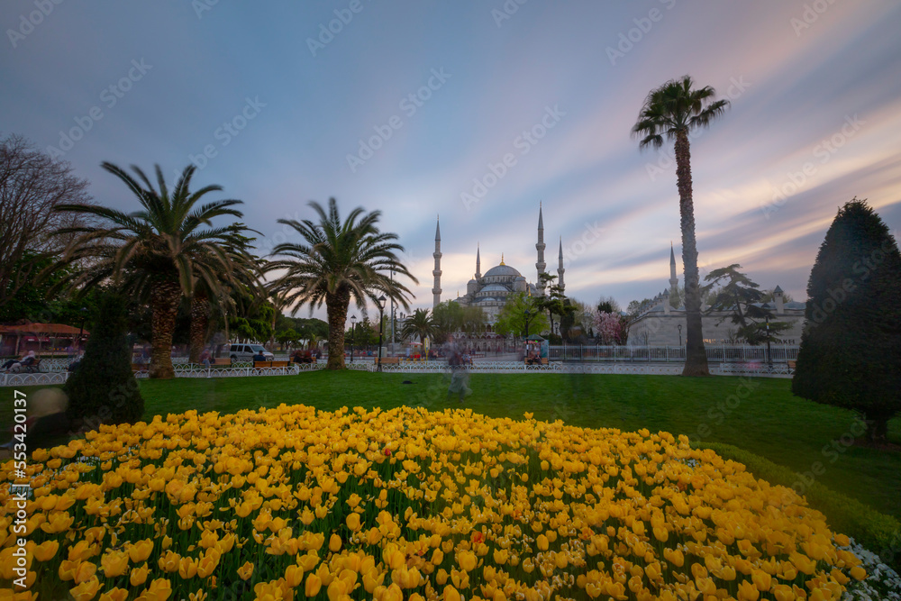 Tulips in Istanbul during Tulip festival, in Sultanahmet region with ...