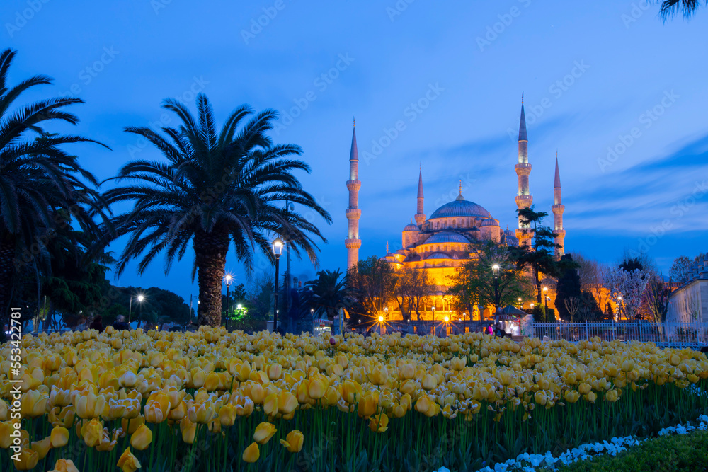 Tulips in Istanbul during Tulip festival, in Sultanahmet region with ...
