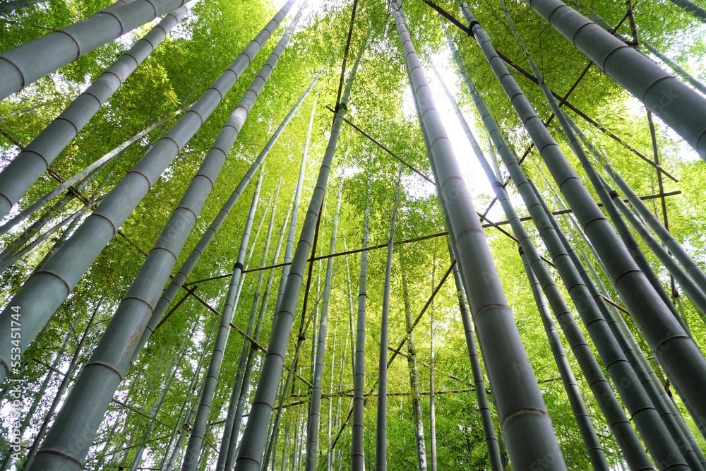 [Japan] View of Bamboo garden in Hokoku-ji Temple (Kamakura city ...