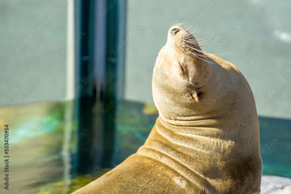 アシカ Stock Photo | Adobe Stock