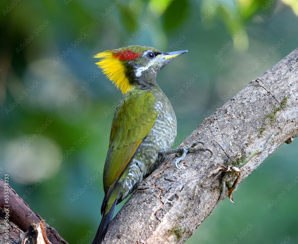 Yellow Naped Woodpecker