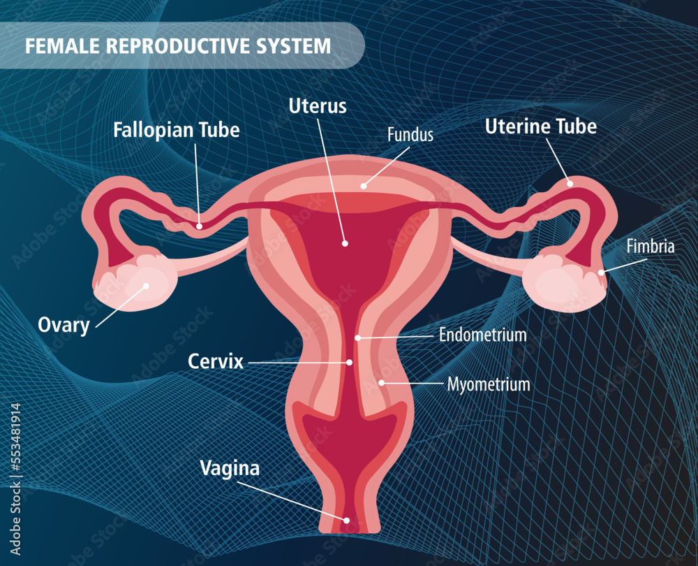 Human Female Reproductive System Vector Illustration Anatomy Stock ベクター