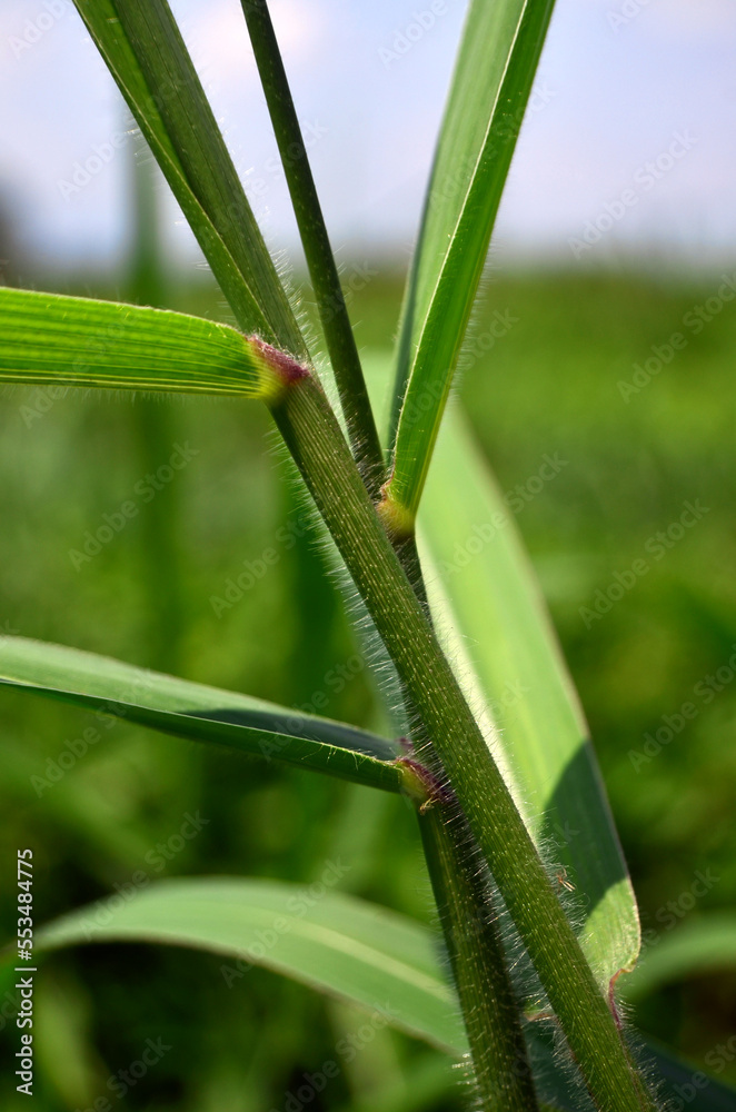 Brachiaria mutica grass or para grass or buffalo grass has long green ...