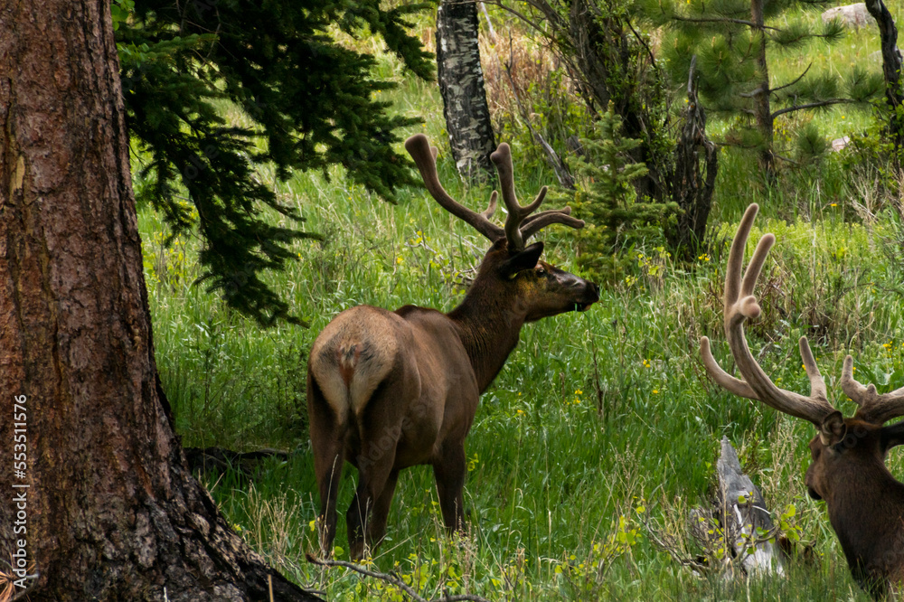 The elk or wapiti is one of the largest species within the deer family ...